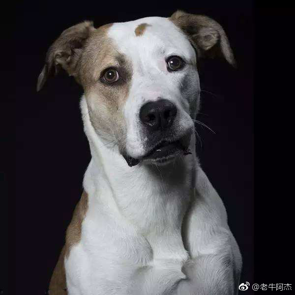 约旦摄影师Robert Bahou拍摄的猫狗拍证件照 ，一本正经难掩性格真相