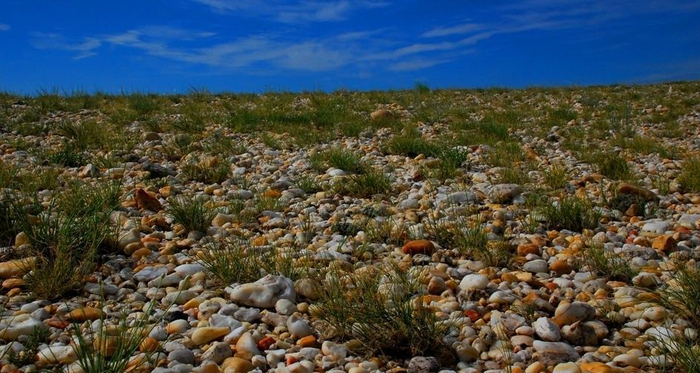 戈壁滩上的这种石头, 每克最高能卖10万元, 每天十几万人来捡!|新疆|金丝玉|戈壁滩_新浪新闻