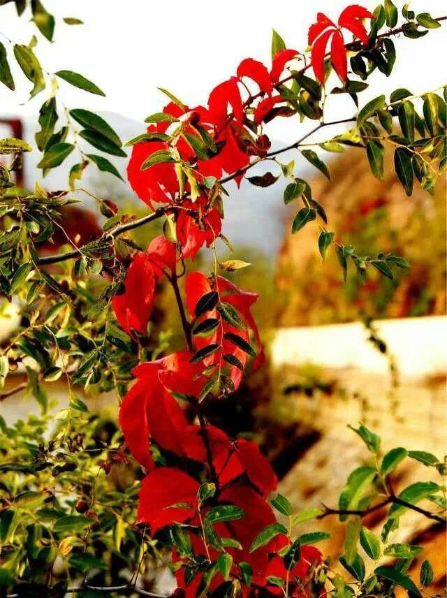 爱上旅游: 美丽石家庄, 平山县小山村旅游美照, 一睹为快