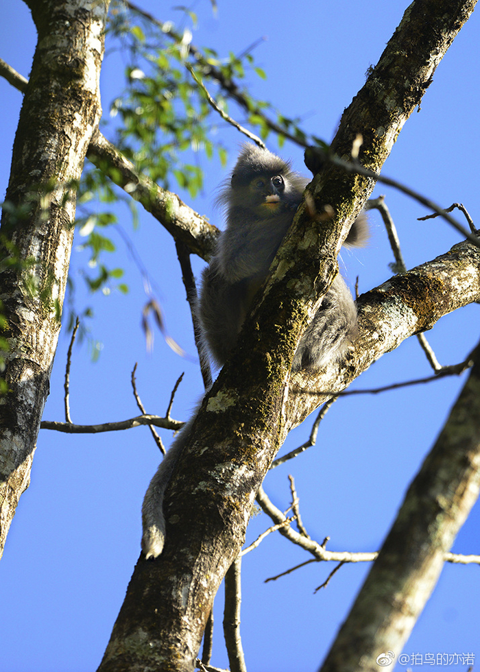 灰叶猴之二·印支灰叶猴|灰叶猴|无量山|种群|菲氏叶猴|黄连山_新浪新闻