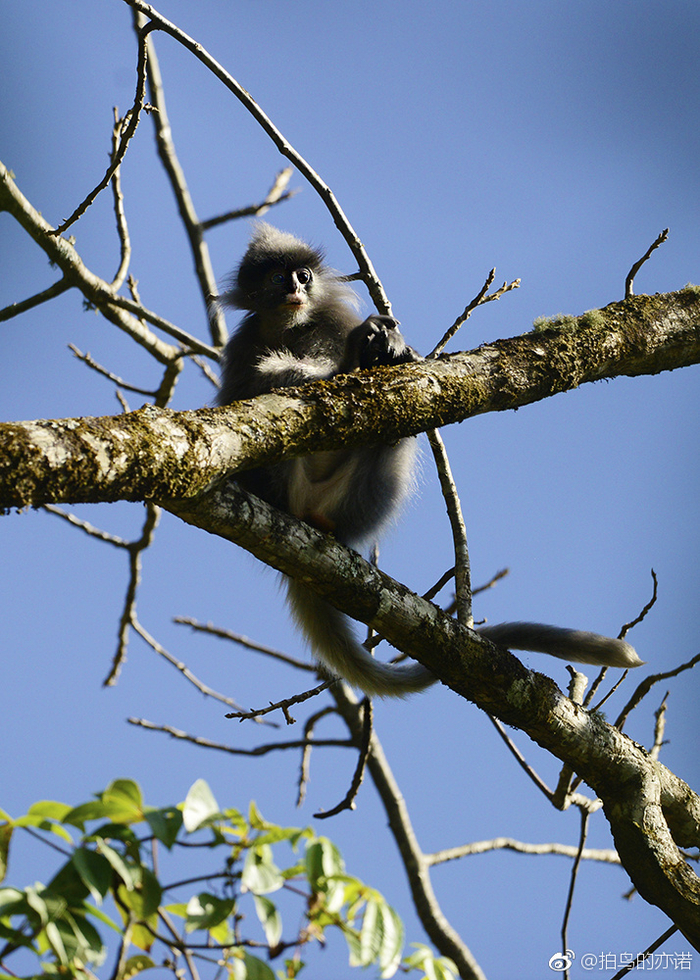 灰叶猴之二·印支灰叶猴|灰叶猴|无量山|种群|菲氏叶猴|黄连山_新浪新闻