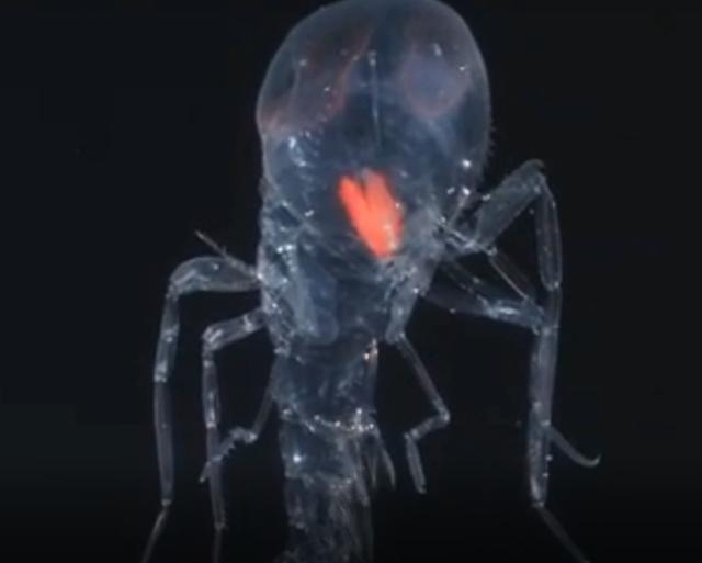 这个生物长的像虾，但是全身透明，只为了逃过狩猎者的眼睛