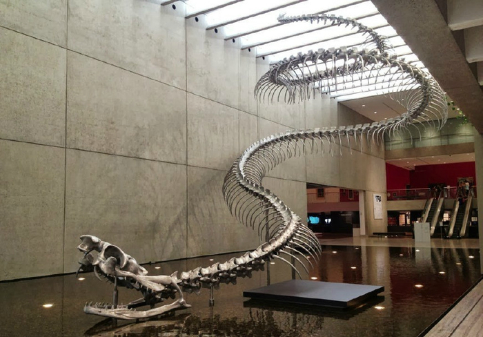 地球上已知最大的蛇类，需要30度以上的高温才能存活