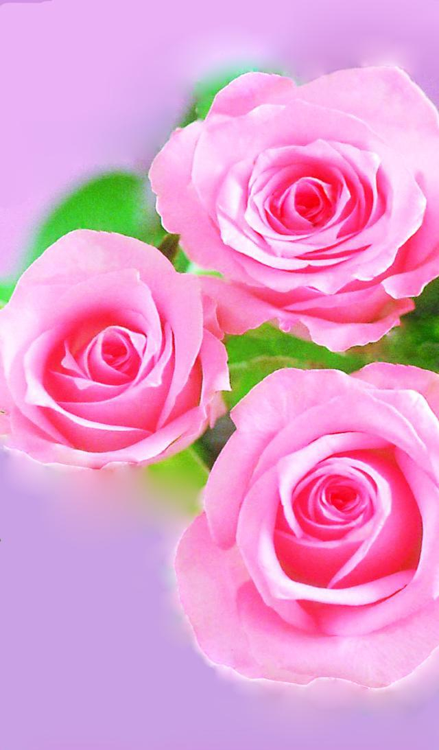 芳容窈窕 粉面含春 玫瑰手机壁纸