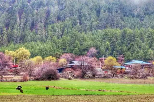 错过林芝的桃花，墨脱的杜鹃花更惊艳！