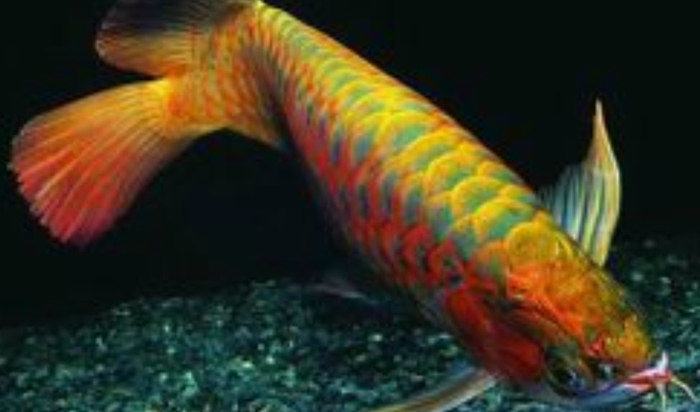 世上最奇葩，最贵的鱼，最后一款马云爸爸见都要拍照