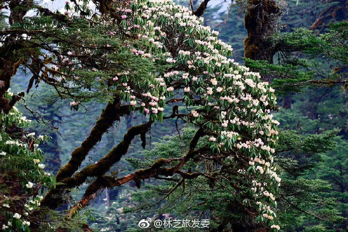 错过林芝的桃花，墨脱的杜鹃花更惊艳！