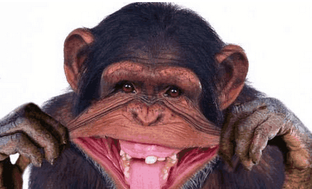 13张猴子超搞笑的瞬间, 这一定是泰迪被黑的最惨的一次|泰迪|死老虎|孙大圣_新浪新闻