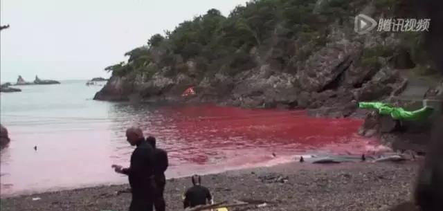 日本一年一度的大屠杀, 纪录片场面如此残忍, 堪比慰安妇