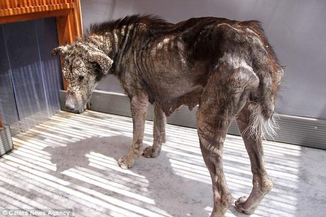 被抛弃的流浪狗，瘦骨嶙峋皮肤似石块，好心人收留后改变它的一生