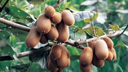 中日考古学家联合发现：秦始皇派徐福去找的长生不老药在这里