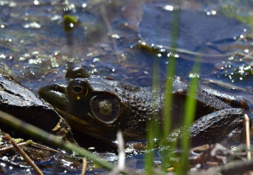 真正的吃货，能够吃掉任何吃得下的东西，它就是美国牛蛙