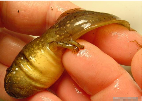 真正的吃货，能够吃掉任何吃得下的东西，它就是美国牛蛙