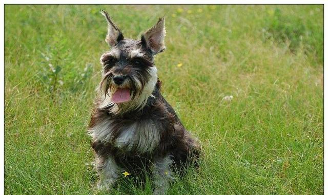 小型犬哪种比较好养5只聪明漂亮的小狗，值得考虑