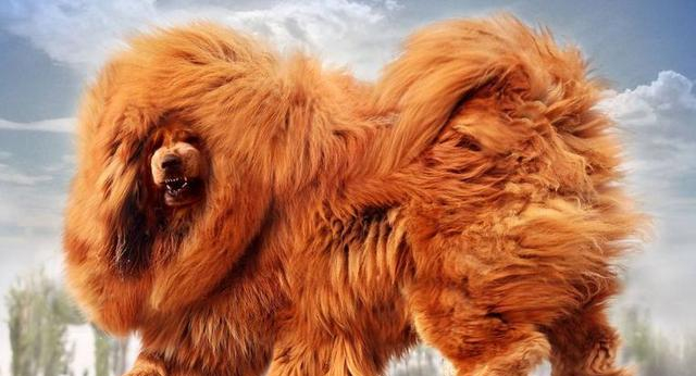这40种“土狗”，其实都是超酷的品种犬！