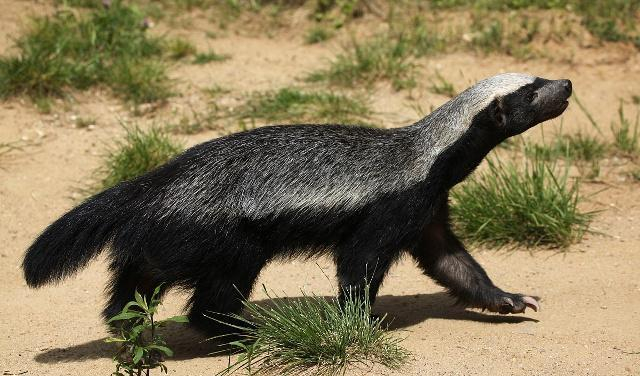 最蠢的5种动物，因为智商太低近乎灭绝，保护员也是相当无奈！