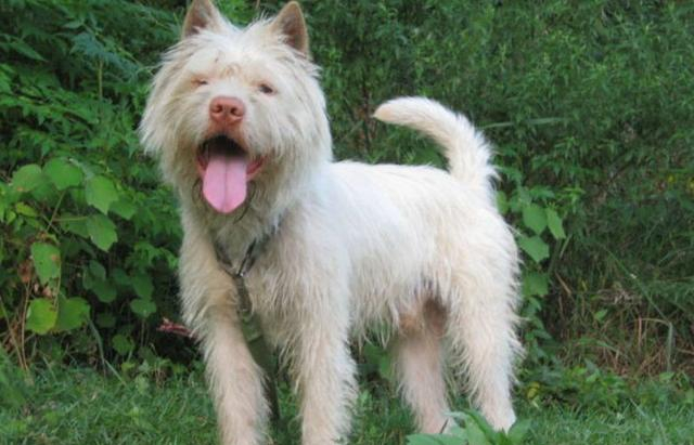 这40种“土狗”，其实都是超酷的品种犬！
