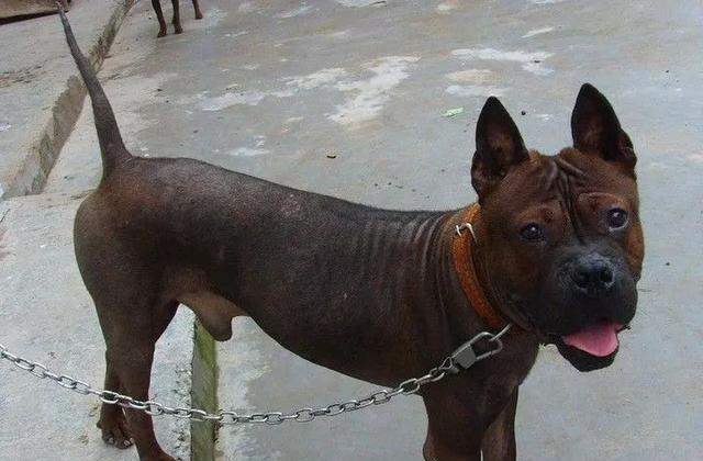 这40种“土狗”，其实都是超酷的品种犬！|蒙古|犬种|细犬_新浪新闻