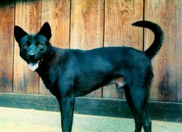 这40种“土狗”，其实都是超酷的品种犬！|蒙古|藏獒|犬种|西藏|细犬_新浪新闻