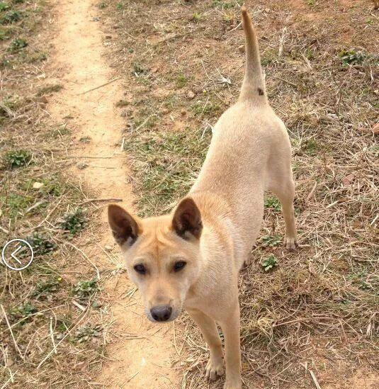 这40种“土狗”，其实都是超酷的品种犬！|蒙古|犬种|细犬_新浪新闻