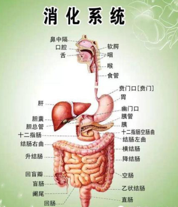 人体90%的疾病与肠道问题有关！“清肠”还得用这6招