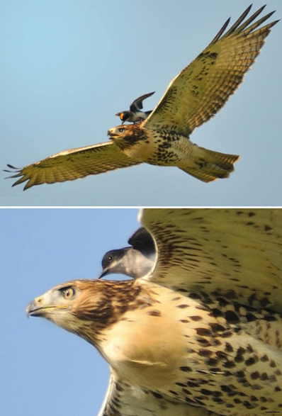 镜头下∶大自然中弱者的“逆袭”