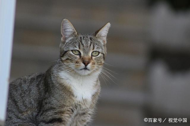 狸花猫为什么是最值得饲养的猫咪这5个优点告诉你原因！