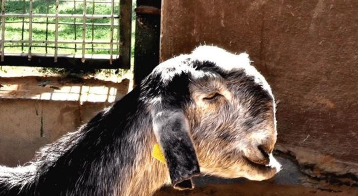 世界最“丑”山羊，浑身是宝能卖46万，唯独长相不尽人意