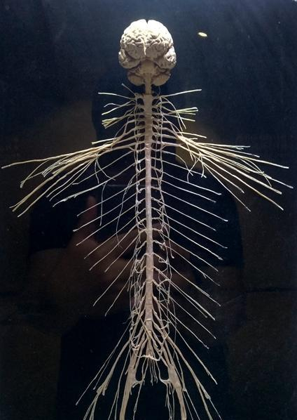 成都生命奥秘博物馆 - 人体的奥秘展厅游记|博物馆|奥秘|展厅_新浪新闻