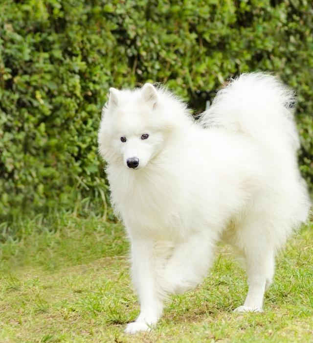 萨摩耶并不喜欢玩具，它们最想要的是这四种，第三种宠主得用心！