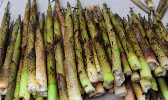 竹笋的品种图片大全