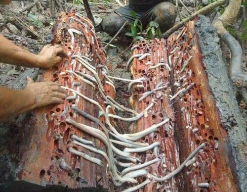 你知道这些名不符实的生物吗?