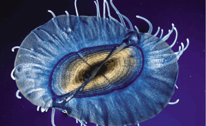 在海边看到这两种生物请马上逃离，科学家：其毒性强大到难以预估