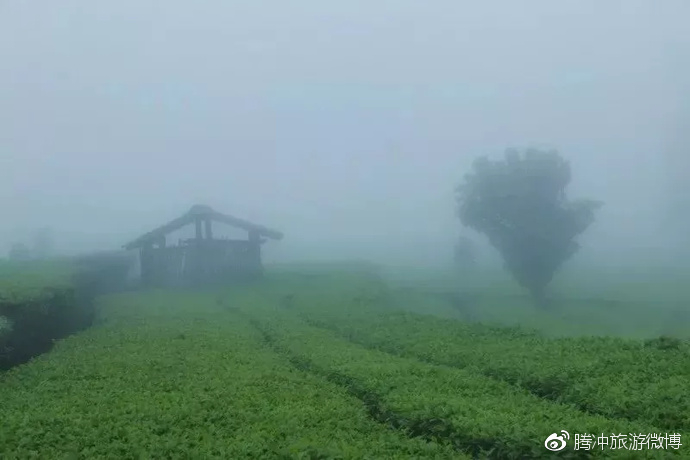 闯入腾冲团田的绝色之中：留住茶香飘远的惊鸿一瞥