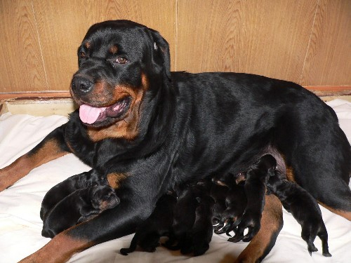 罗威纳犬的性格特点及优缺点有哪些？