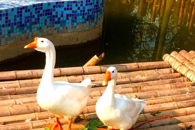 成都有个沸腾小镇 “一夜”之间沸腾起来了！