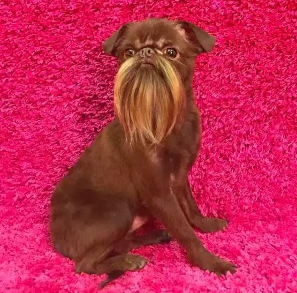 这只长得仙风道骨的年轻狗狗，只因为胡子在作怪啊……