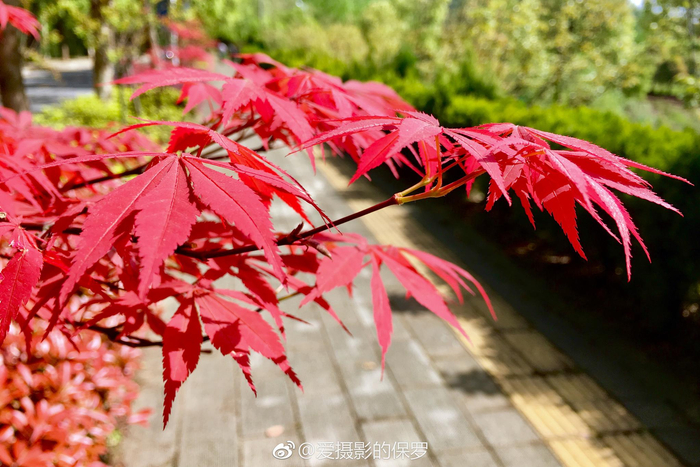 图五树名：加拿大杨