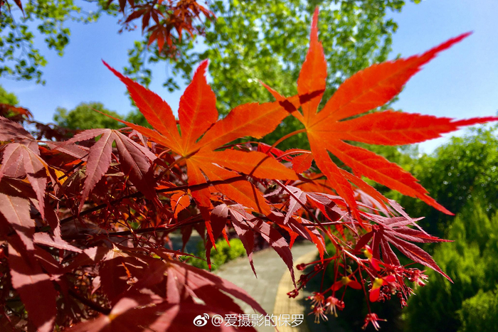 图五树名：加拿大杨