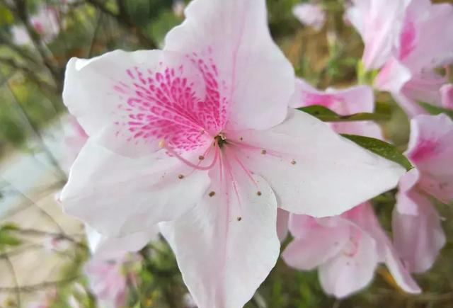 杜鹃花盛开，韶关这几个地方变成花的海洋！