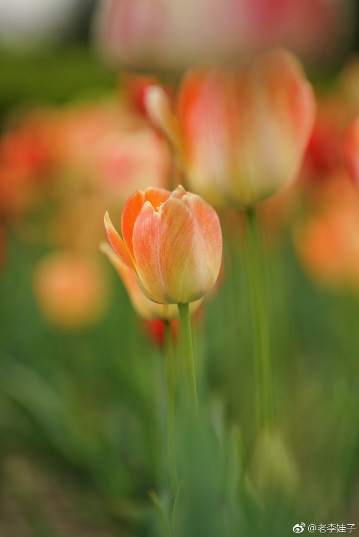 又到郁金香花开时 a7r2 f470-200
