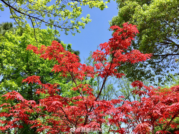图五树名：加拿大杨
