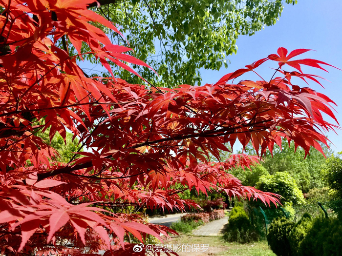 图五树名：加拿大杨