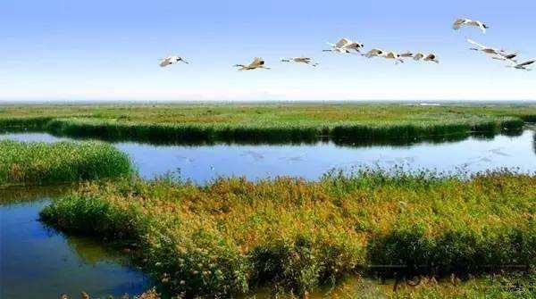 洞庭湖中的水上长城，3万亩的芦苇荡，成另一番新“景色”！|芦苇荡|洞庭湖|芦苇_新浪新闻