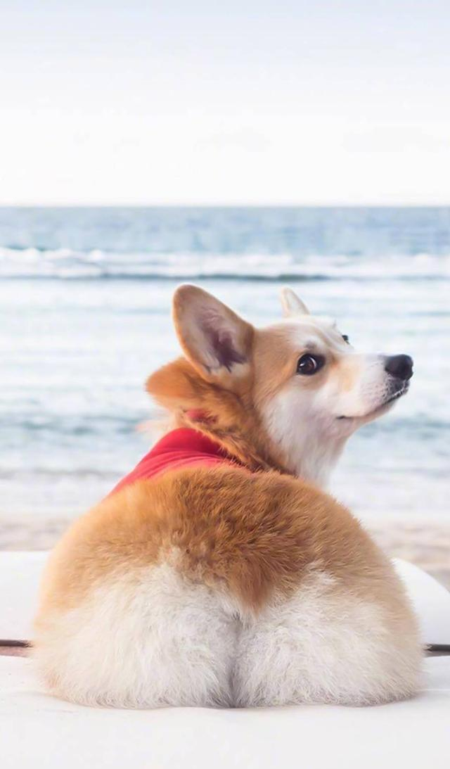 「摄影 壁纸」可爱的狗狗壁纸 快来收藏吧