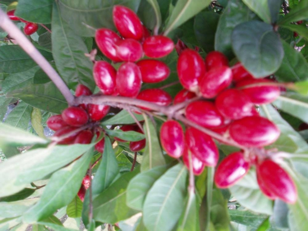 谁是改变味蕾的魔术师？