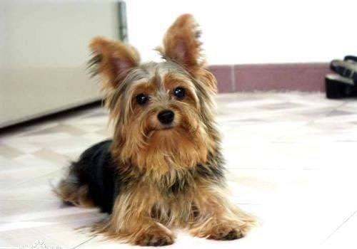 最可爱的小型犬有哪些？十大可爱的小型犬推荐！|小型犬|主人|贵宾犬_新浪新闻