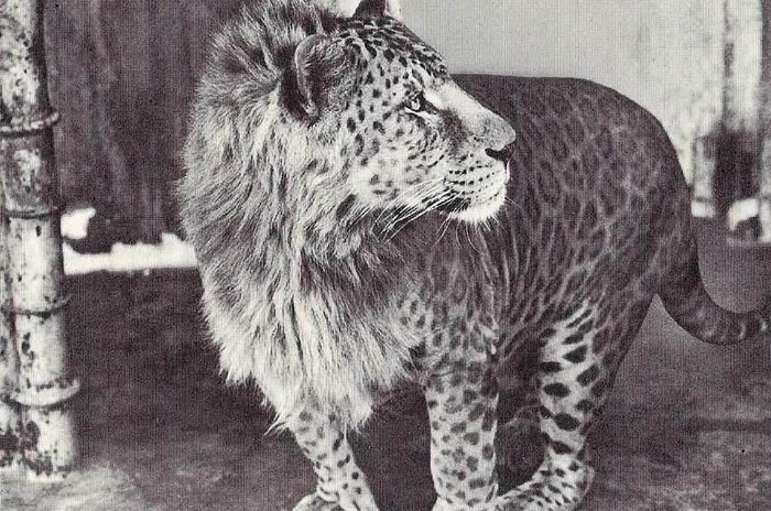 这种猫科动物属于豹属，却不能和狮子、老虎、豹子、美洲豹杂交