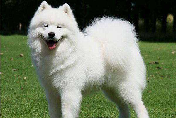 喜欢像毛球一样的长毛狗狗？这10类犬种应该是你的菜|犬种|长毛|毛球_新浪新闻