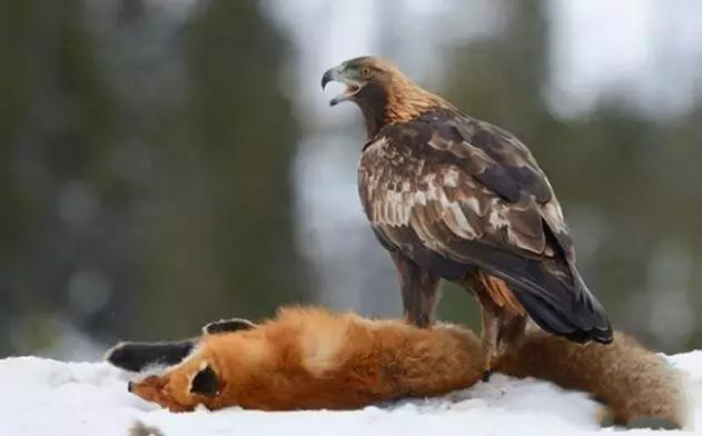 金雕一出爪，连狼都难敌何况是小狐狸|小狐狸|金雕|狐狸_新浪新闻